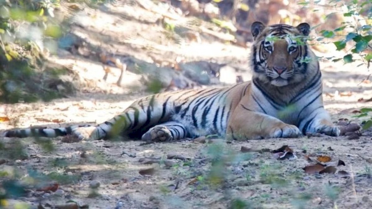 बांधवगढ़ में एक सप्ताह के भीतर दो बाघों की मौत, छीन सकता है टाइगर स्टेट ...